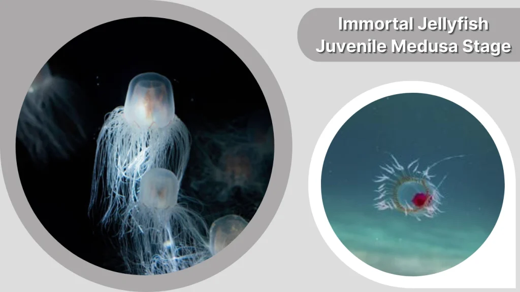 Immortal Jellyfish Life Cycle: How a Jellyfish Can Start Life Again