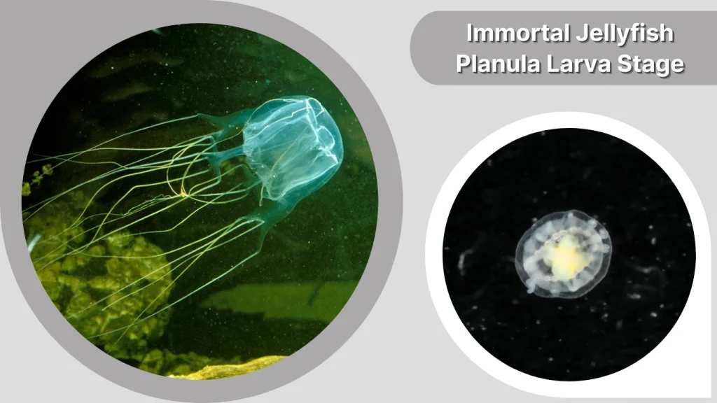 Immortal Jellyfish Life Cycle: How a Jellyfish Can Start Life Again