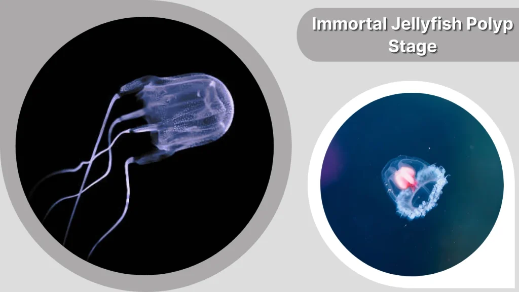 Immortal Jellyfish Life Cycle: How a Jellyfish Can Start Life Again