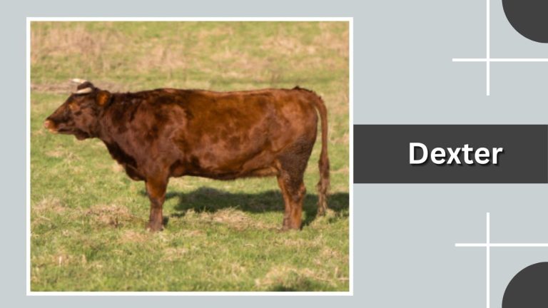 27 Common Types of Cow Breeds: Identification with Pictures