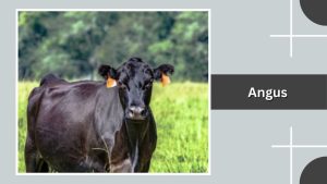 27 Common Types of Cow Breeds: Identification with Pictures