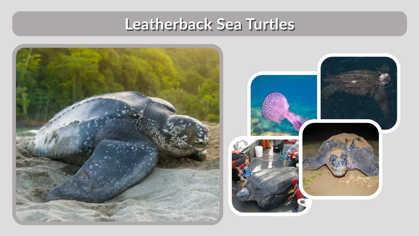 Leatherback Sea Turtles: Diet, Habitat, Behaviors, Lifecycle ...