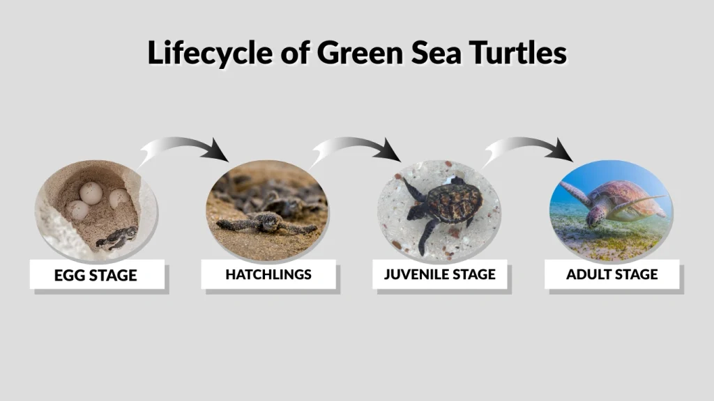 Green Sea Turtle: Diet, Habitat, Behaviors, Identification, Lifecycle ...