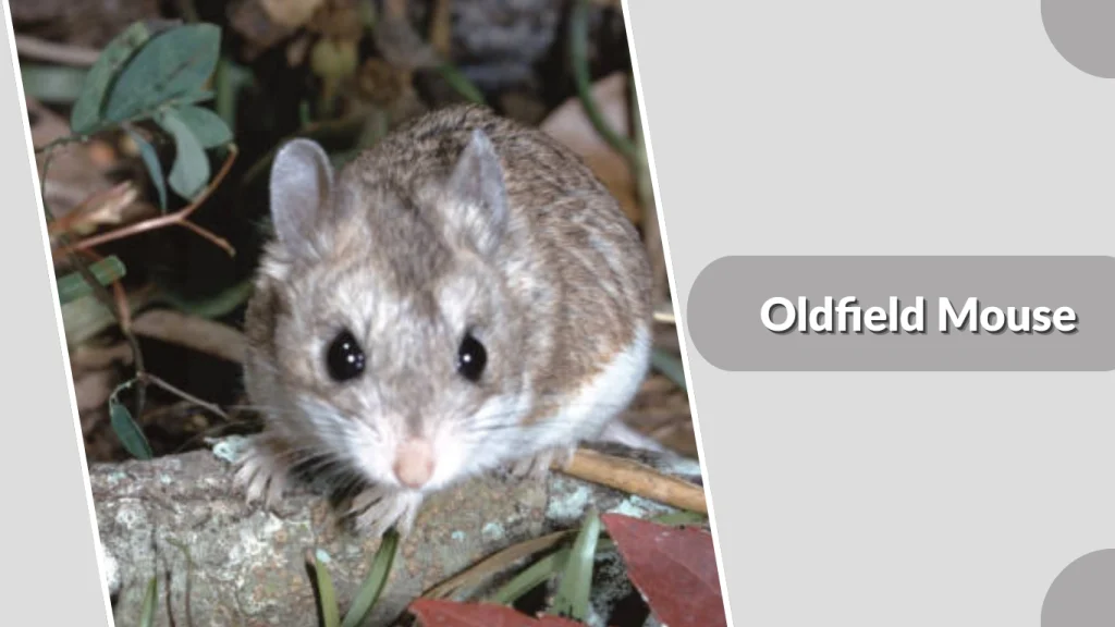 27 Common Types of Mouse: Identification with Pictures