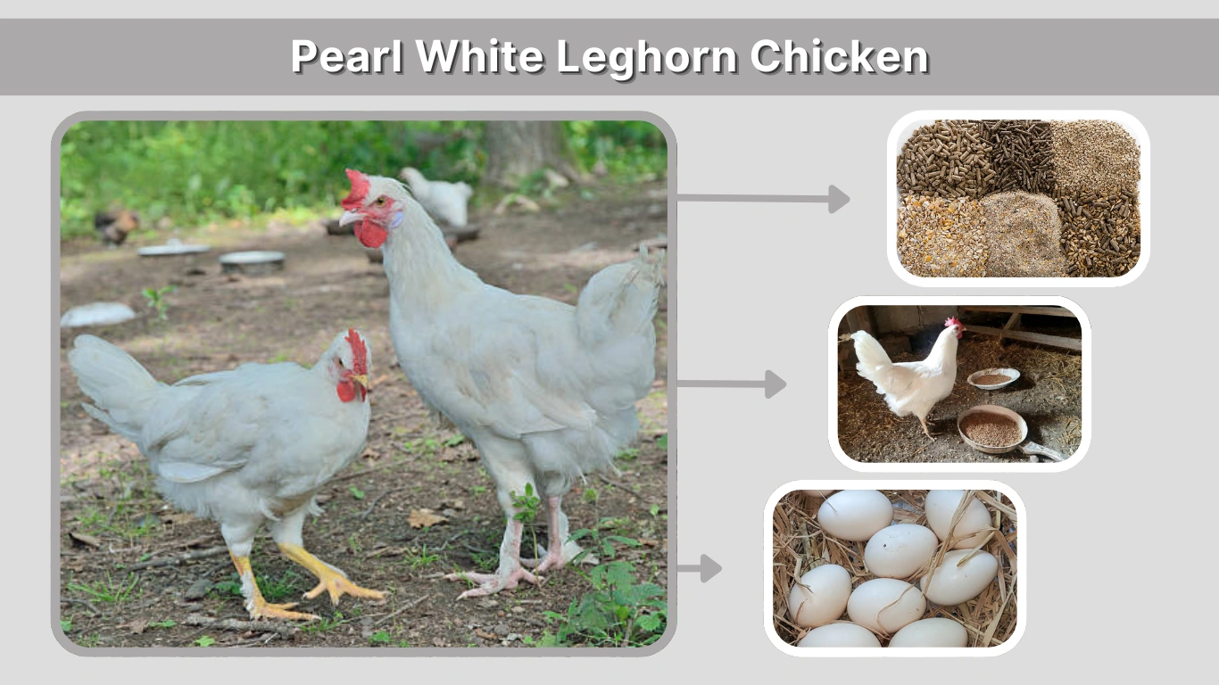 Pearl White Leghorn Chicken: Complete Breed Guide