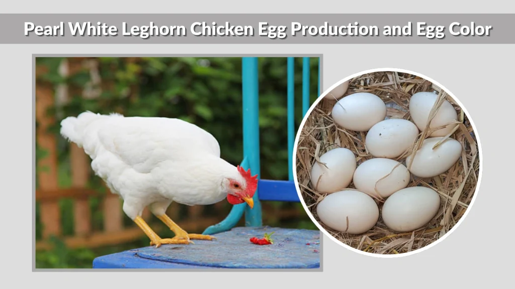 Pearl White Leghorn Chicken: Complete Breed Guide