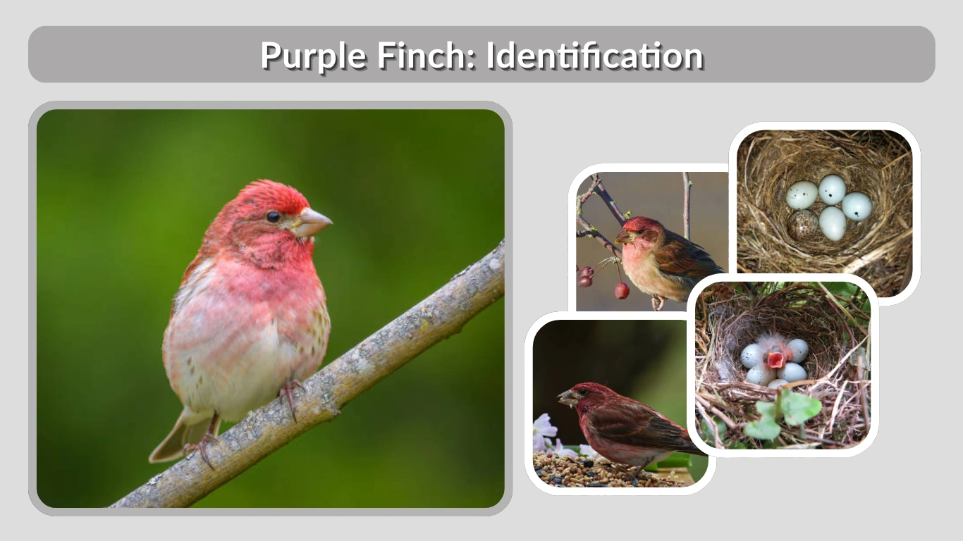 Purple Finch: Identification, Habitat, Diet, Song & Facts
