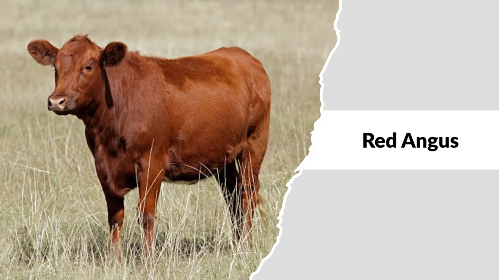 12 Types of Red Cow Breeds: Identification With Picture