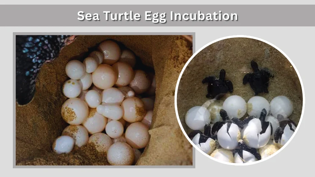 Sea Turtle Eggs: How They Are Laid, Hatch & Survive