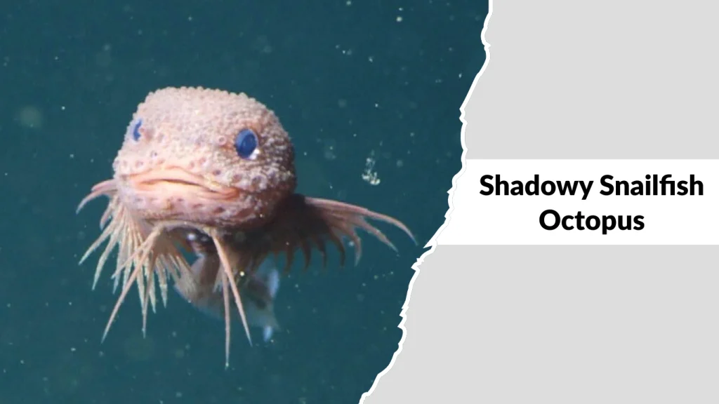10 Deep-Sea Octopus Species: Identification with Pictures