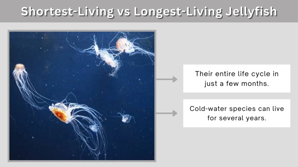 How Long Do Jellyfish Live? Jellyfish Lifespan Explained