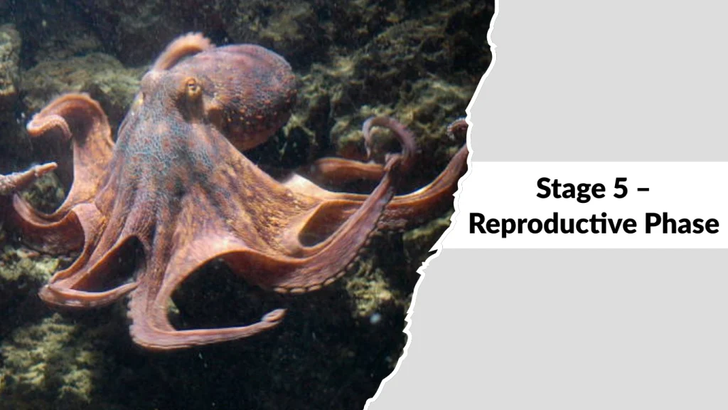Octopus Lifecycle and Lifespan: Stages, Growth, and Death