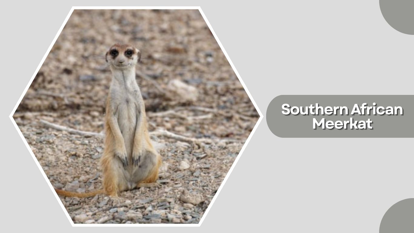 21 Types of Meerkat Animals: Species Identification with Pictures