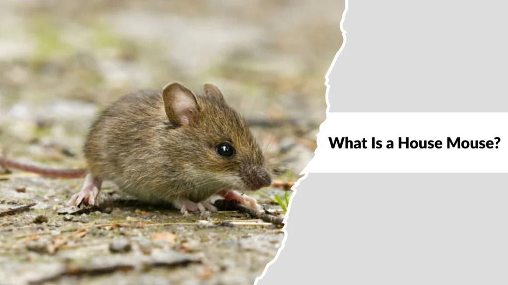 House Mouse: Identification, Habitat, Behavior, and Control