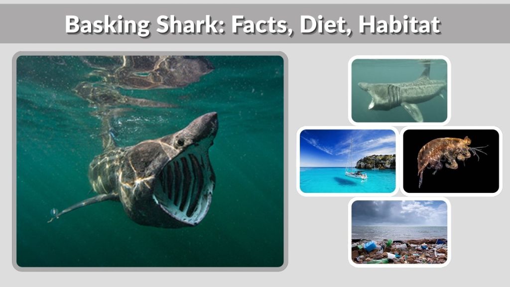 Basking Shark: Facts, Diet, Habitat & Lifespan Explained