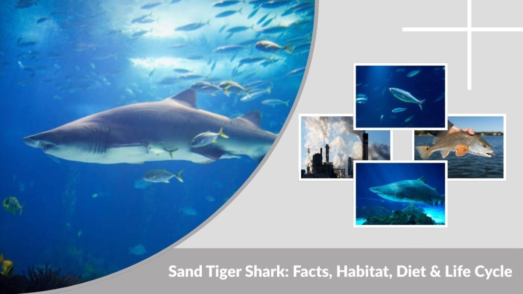 Sand Tiger Shark: Facts, Habitat, Diet & Life Cycle