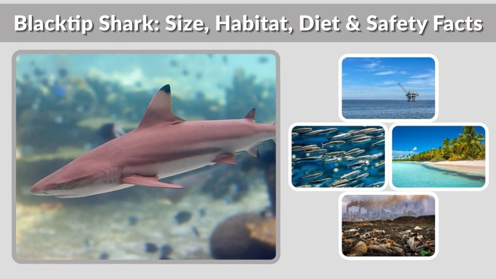 Blacktip Shark: Size, Habitat, Diet & Safety Facts