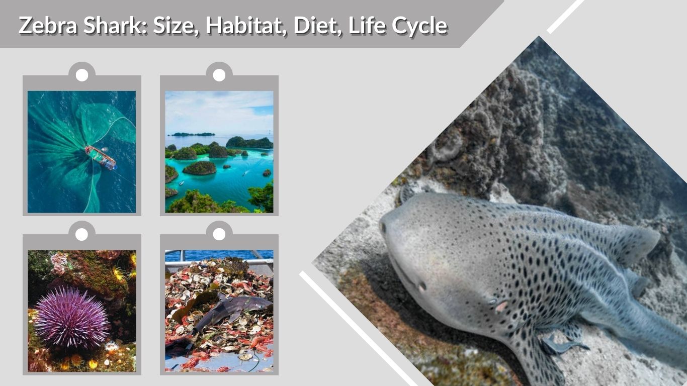 10 Fastest Sea Animals in the Ocean: Identification with Pictures