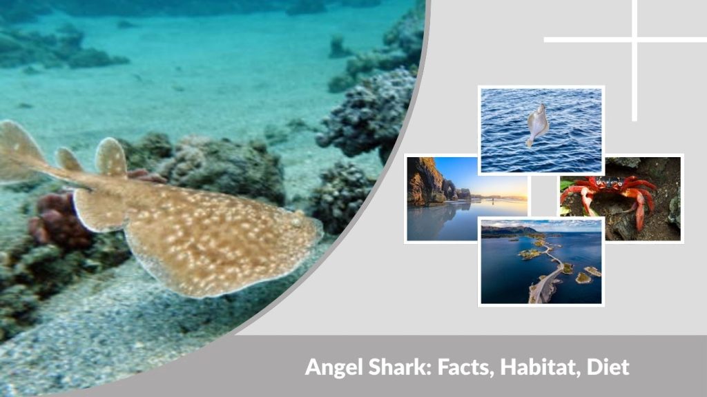 Angel Shark: Facts, Habitat, Diet & Endangered Status Explained