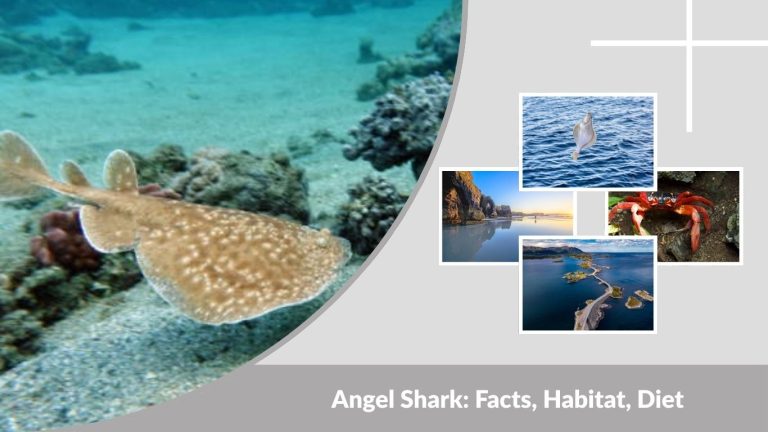 Angel Shark: Facts, Habitat, Diet & Endangered Status Explained