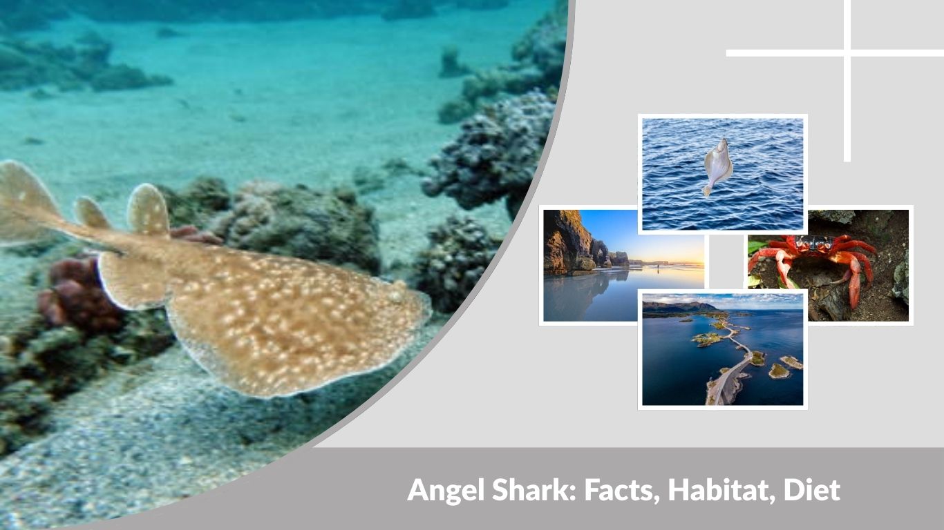 Reindeer: Habitat, Diet, Behavior, and Fascinating Facts