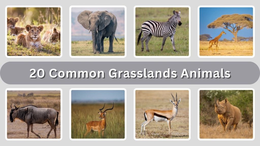 20 Common Grasslands Animals: Identification with Picture