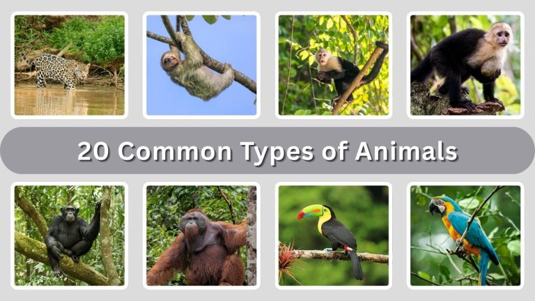 20 Common Types of Animals found in The Rainforest