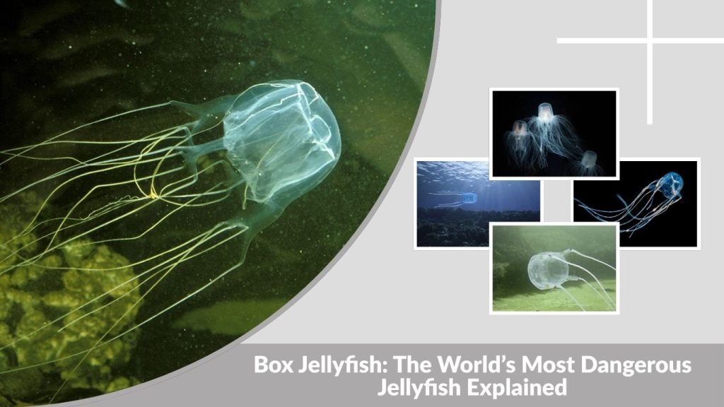 Box Jellyfish: The World’s Most Dangerous Jellyfish Explained