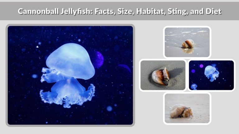 Cannonball Jellyfish: Facts, Size, Habitat, Sting, and Diet