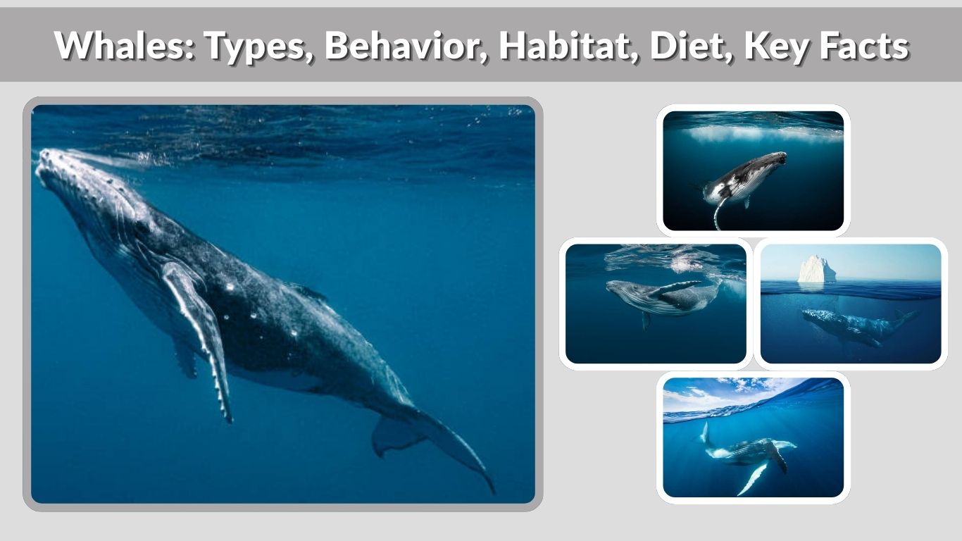 Whales: Types, Behavior, Habitat, Diet, Key Facts