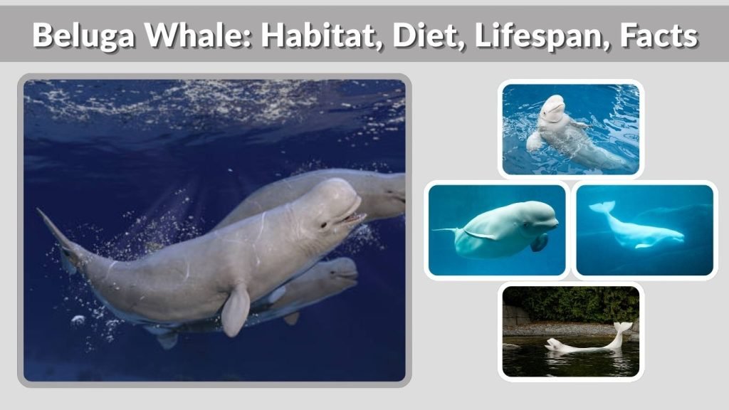 Beluga Whale: Habitat, Diet, Lifespan, Facts & Conservation