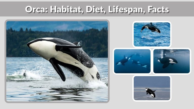 Orca: Habitat, Diet, Lifespan, Facts & Orca vs Shark