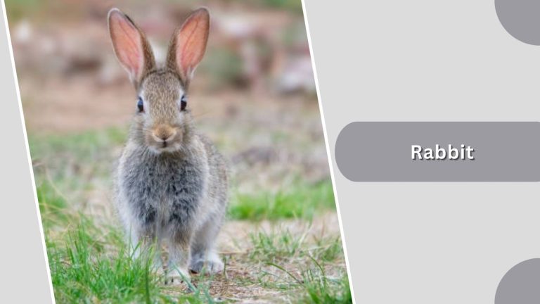 12 Common Animals Found in Spain and Their Importance