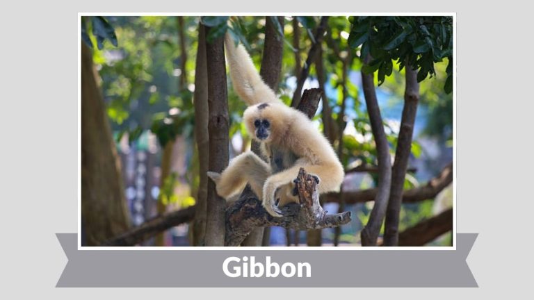 35 Common Asian Animals: Identification With Picture