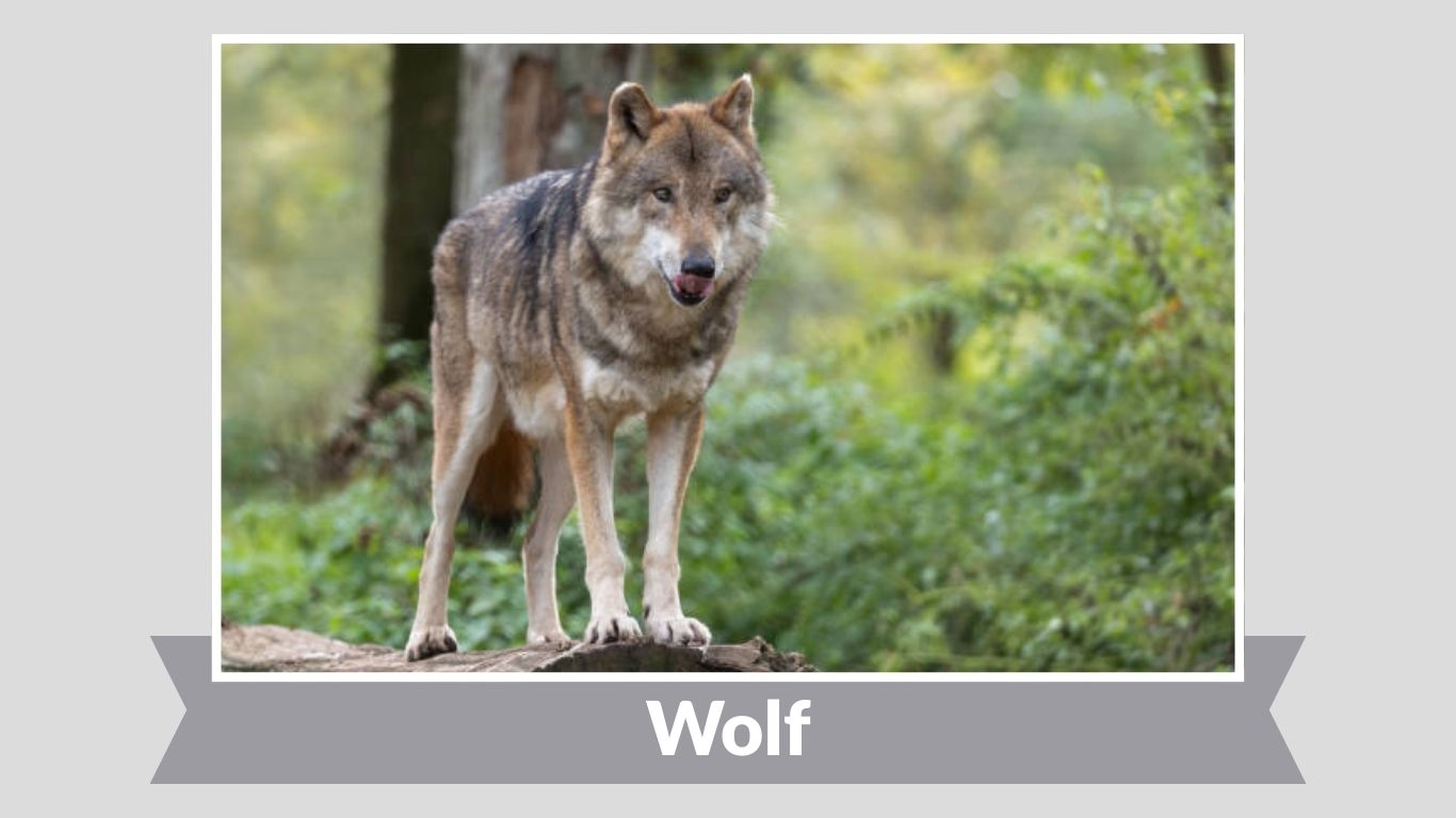 33 Common Types of Wild Animals: Identification with Picture