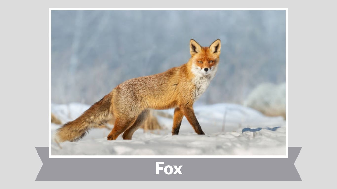 33 Common Types of Wild Animals: Identification with Picture