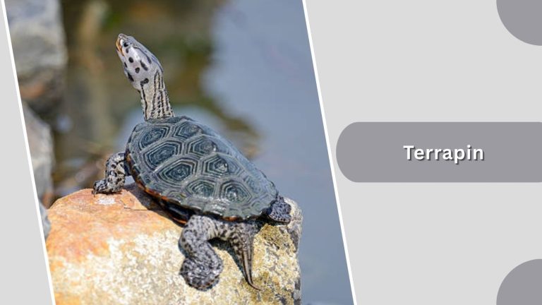 19 Animals That Live on Land and Water (Identification With Pictures)