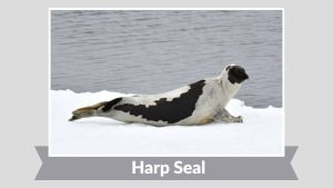 27 Common Animals that live in the Arctic: Identification With Picture
