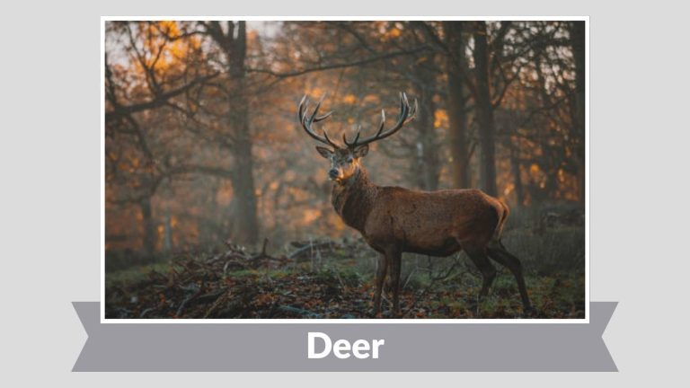 33 Common Types of Wild Animals: Identification with Picture