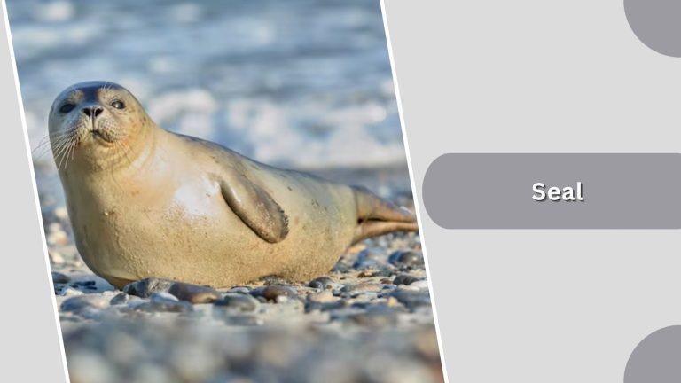19 Animals That Live on Land and Water (Identification With Pictures)