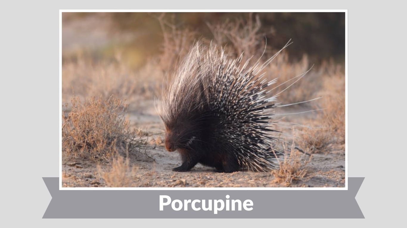 35 Common Forest Animals: Identification With Picture