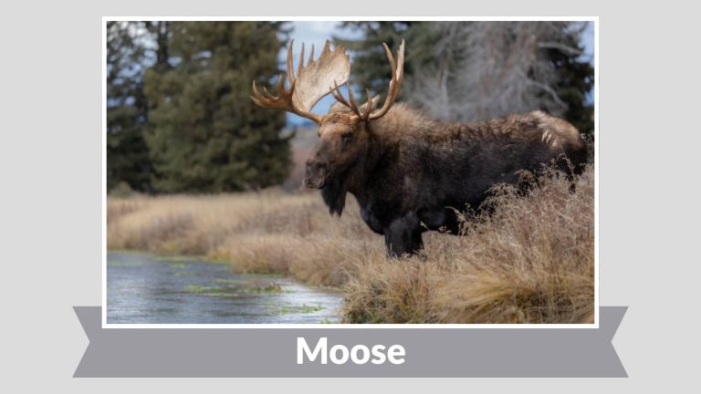 33 Common Types of Wild Animals: Identification with Picture