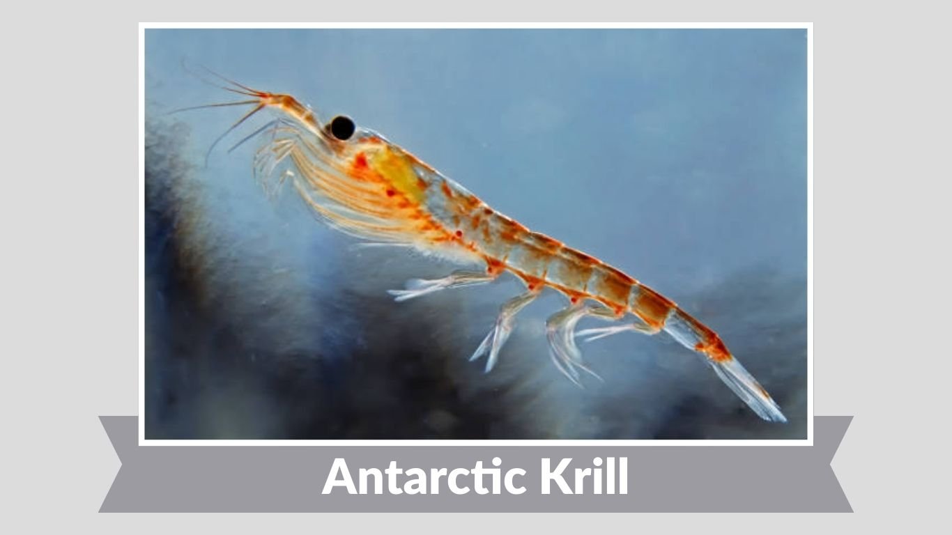 25 Common Antarctica Animals: Identification With Picture