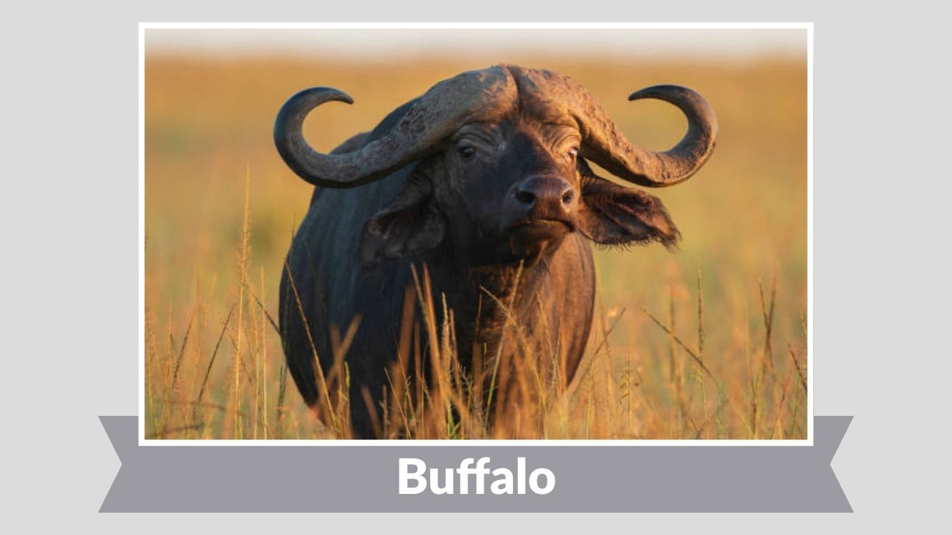 33 Common Types of Wild Animals: Identification with Picture