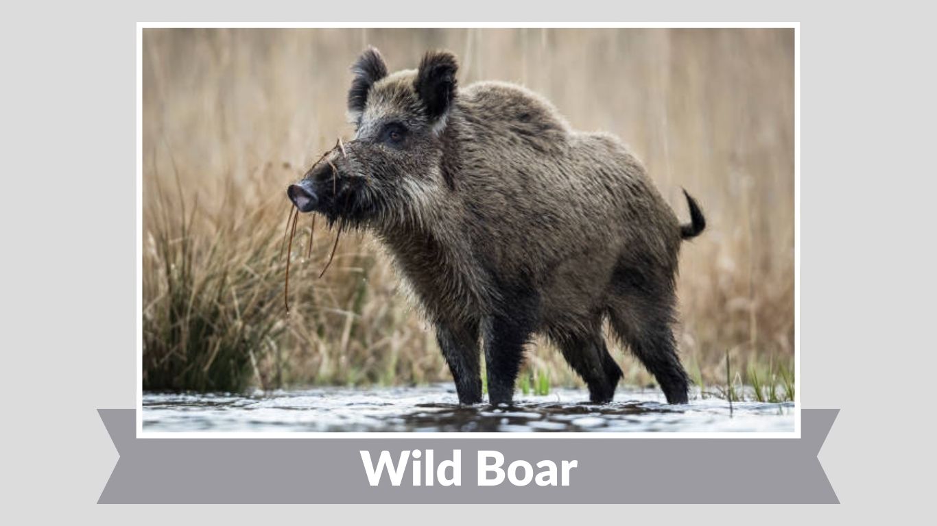 33 Common Types of Wild Animals: Identification with Picture