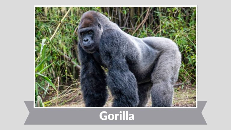 33 Common Types of Wild Animals: Identification with Picture