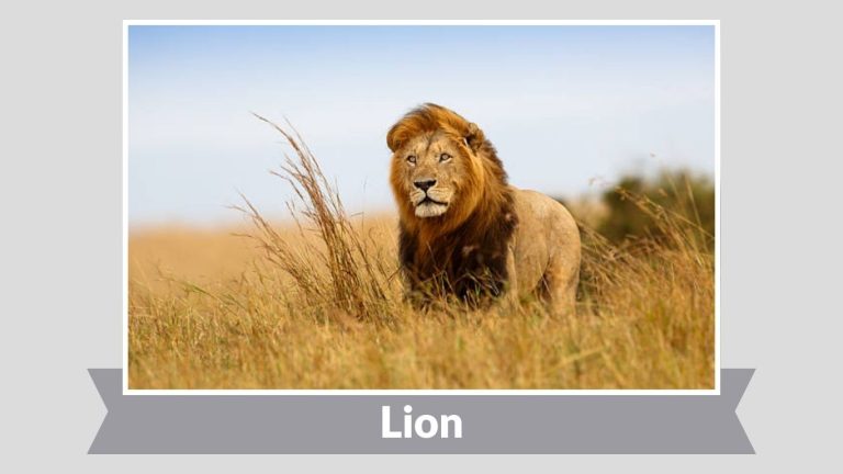 33 Common Types of Wild Animals: Identification with Picture