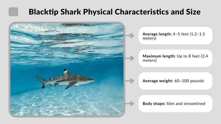 Blacktip Shark: Size, Habitat, Diet & Safety Facts