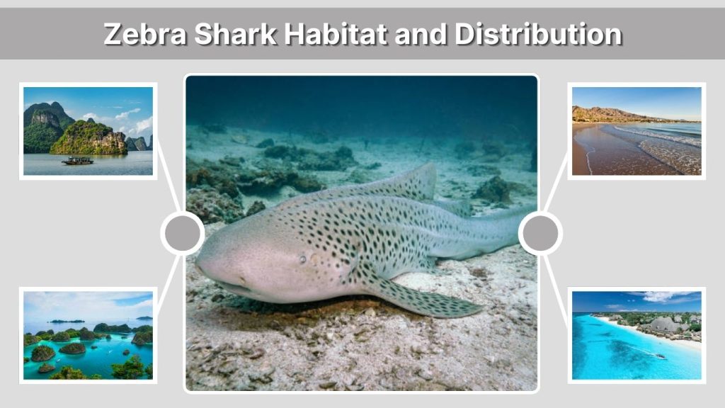 Zebra Shark: Size, Habitat, Diet, Life Cycle & Facts