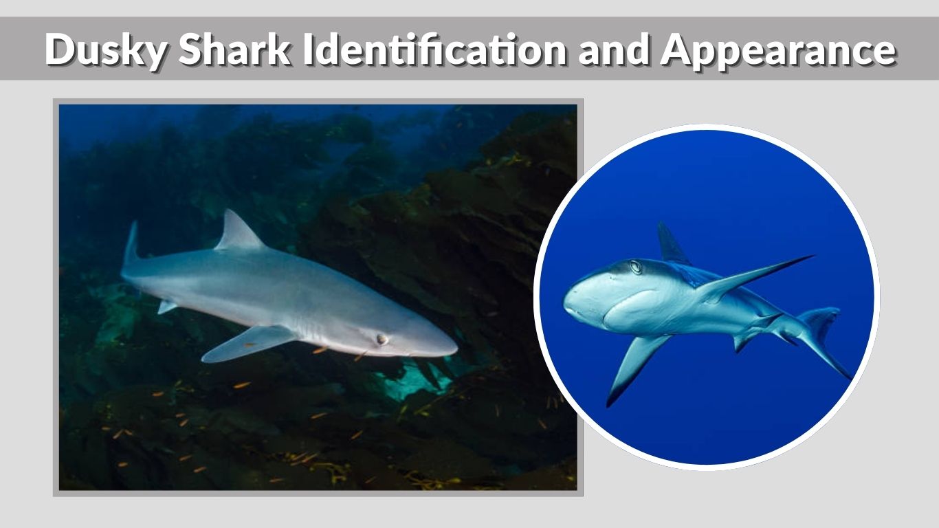 Dusky Shark: Facts, Habitat, Diet, Lifespan, and Differences Explained
